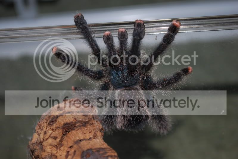 Feeding Time :) Pictures Of All My Tarantulas :) | Reptile Forums