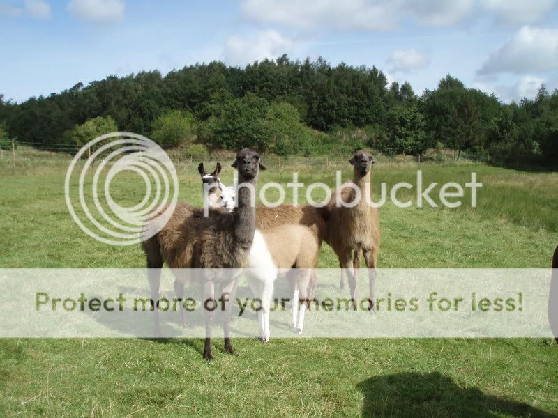 Lamaer og heste - Opslag, billeder og video - Heste-Nettet.dk