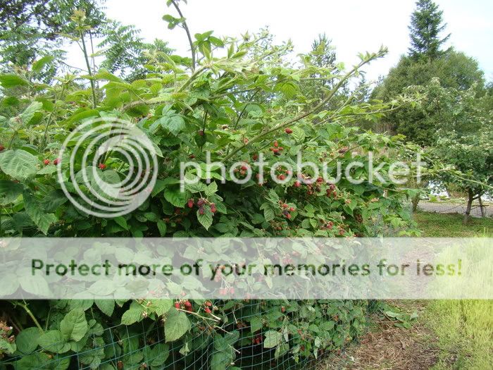 Thornless blackberries and raspberries