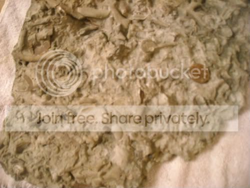 My First Fossil Hunt - Fossil Hunting Trips - The Fossil Forum
