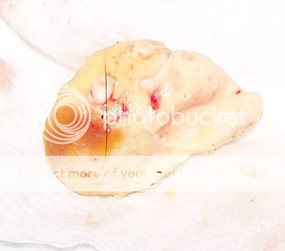 Swollen side of face, Cyst Surgery | Page 4 | BackYard Chickens - Learn ...