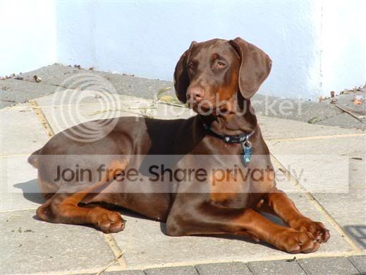 Rio and Sydney (Dobermann Pics)