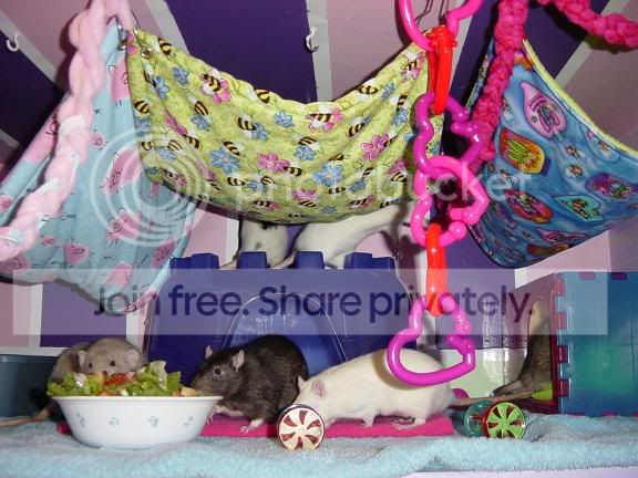 A saucy homemade rat cage, anyone? It's a dwelling, after all ;) From ...