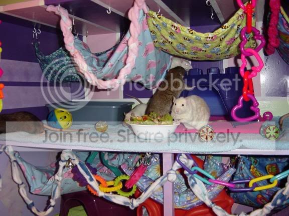 A saucy homemade rat cage, anyone? It's a dwelling, after all ;) From ...