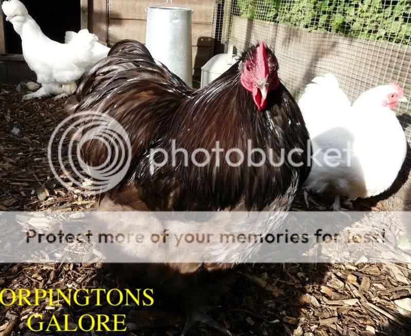 Chocolate colored chickens | Page 5 | BackYard Chickens - Learn How to ...