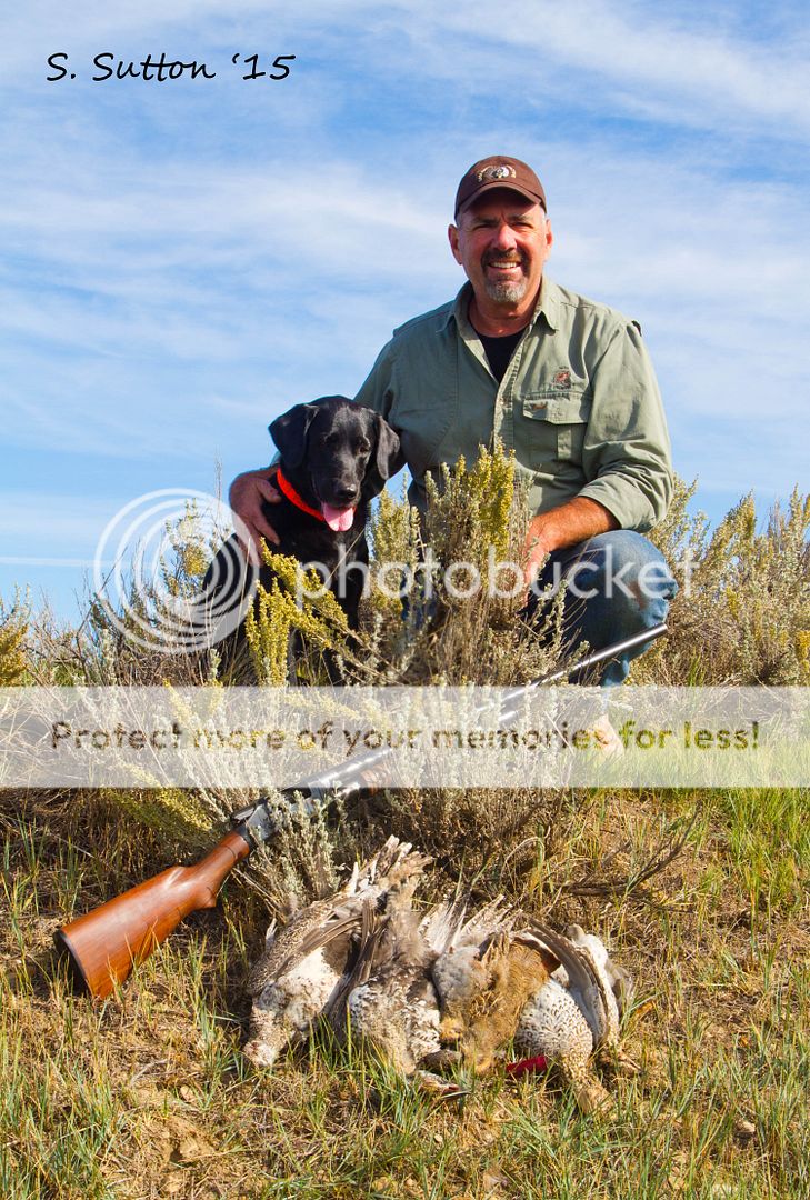 Sage grouse hunting in Montana - Bird Dogs & Bird Hunting - Upland ...