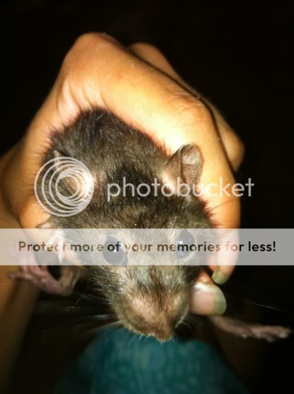 Hermaphrodite dwarf looking rat | Aussie Pythons & Snakes Forum