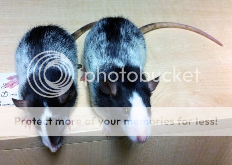 some of my rats | Page 2 | Aussie Pythons & Snakes Forum